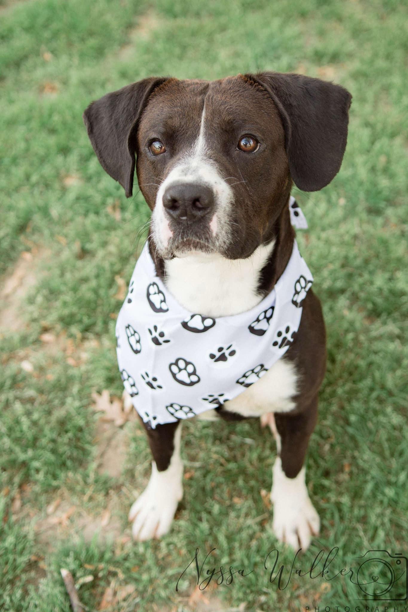 Dog for adoption - Moose, a Boxer & Beagle Mix in Burns Harbor, IN | Petfinder