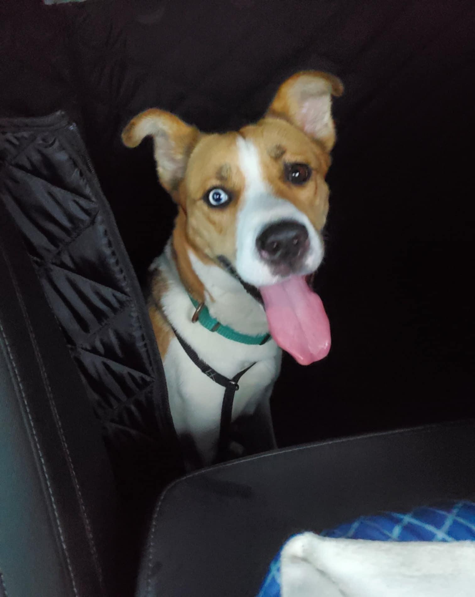 Dog for adoption - Penny, a Shepherd & Husky Mix in Colorado Springs ...