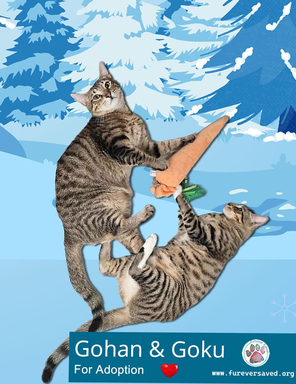 Cat for adoption - Gohan & Goku - Bonded Pair, a Domestic Short Hair in ...