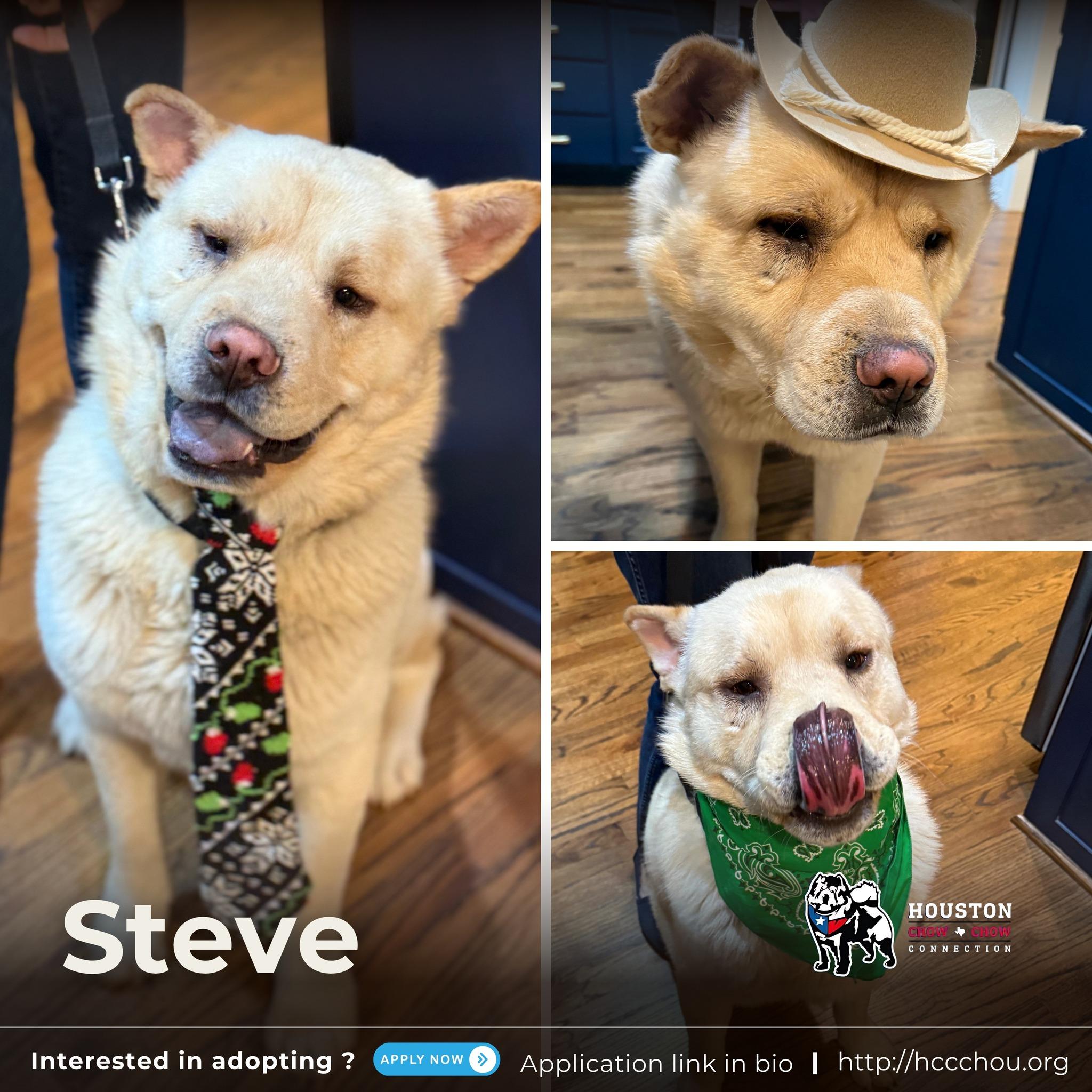 Dog for adoption - Steve, a Chow Chow & Labrador Retriever Mix in ...