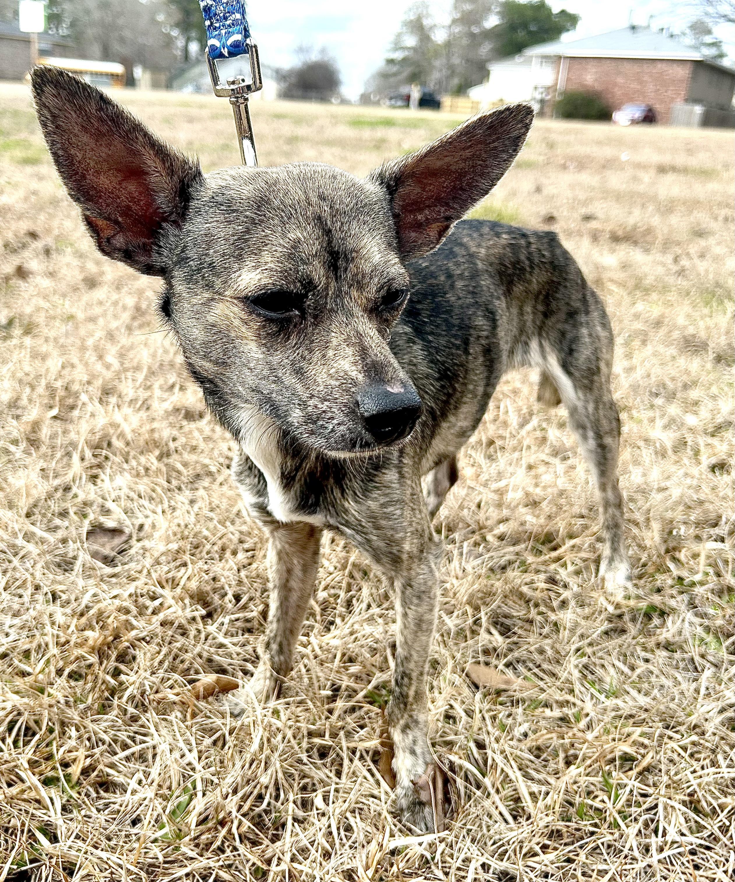 Dog for adoption - Hamlet, a Chihuahua in Baker, LA | Petfinder