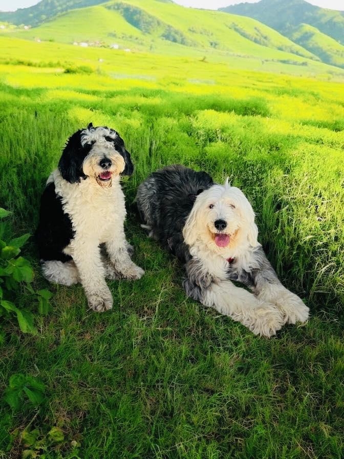 Dog for adoption - Oswald and Georgina, an Old English Sheepdog in ...