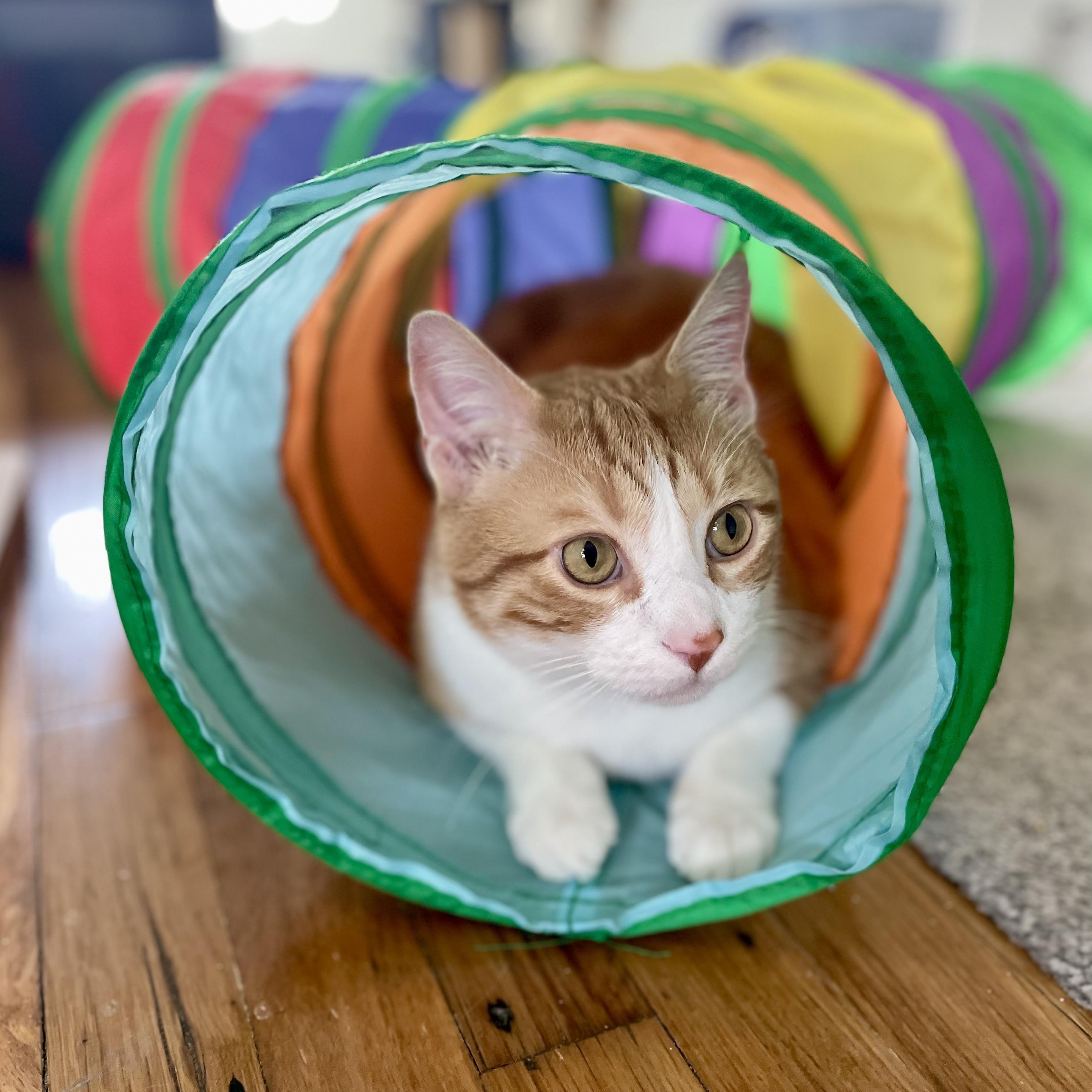 Cat for adoption - Elvis, a Domestic Short Hair in Denver, CO | Petfinder