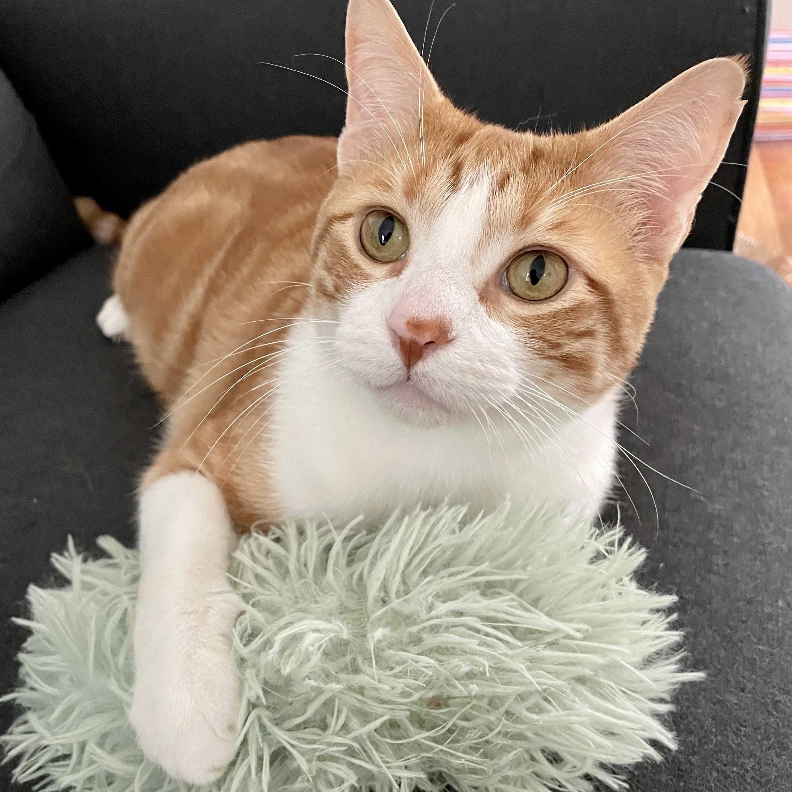 Cat for adoption - Elvis, a Domestic Short Hair in Denver, CO | Petfinder