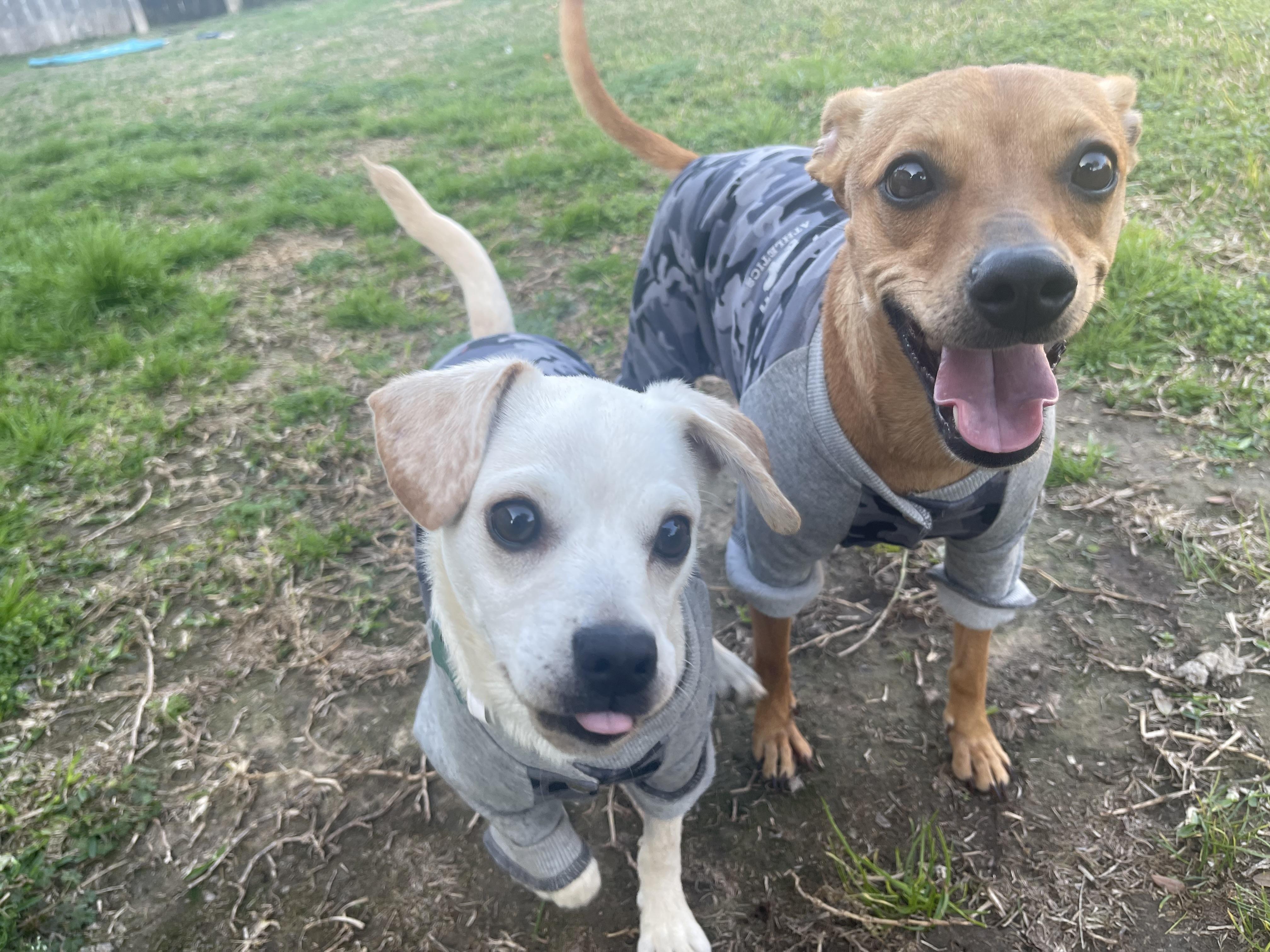 Dog for adoption - Champee & Bambi, a Chihuahua Mix in Montclair, NJ ...