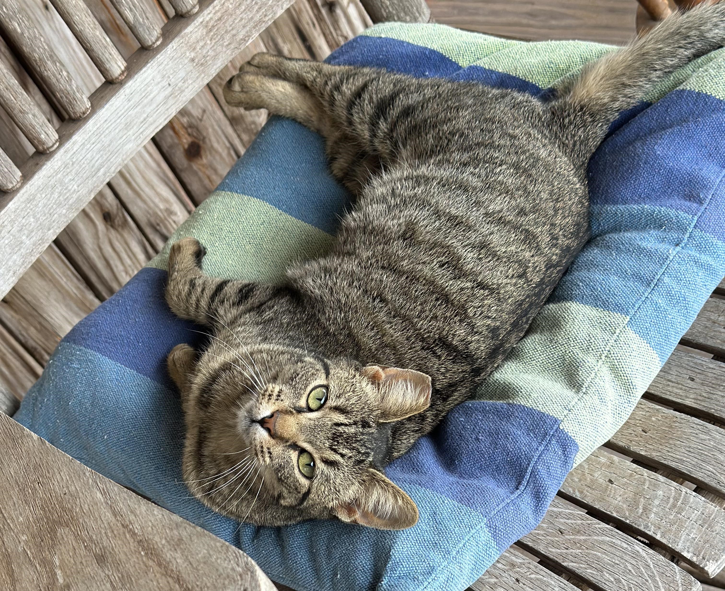 Cat for adoption - Lila, a Domestic Short Hair Mix in Rocky Hill, CT ...