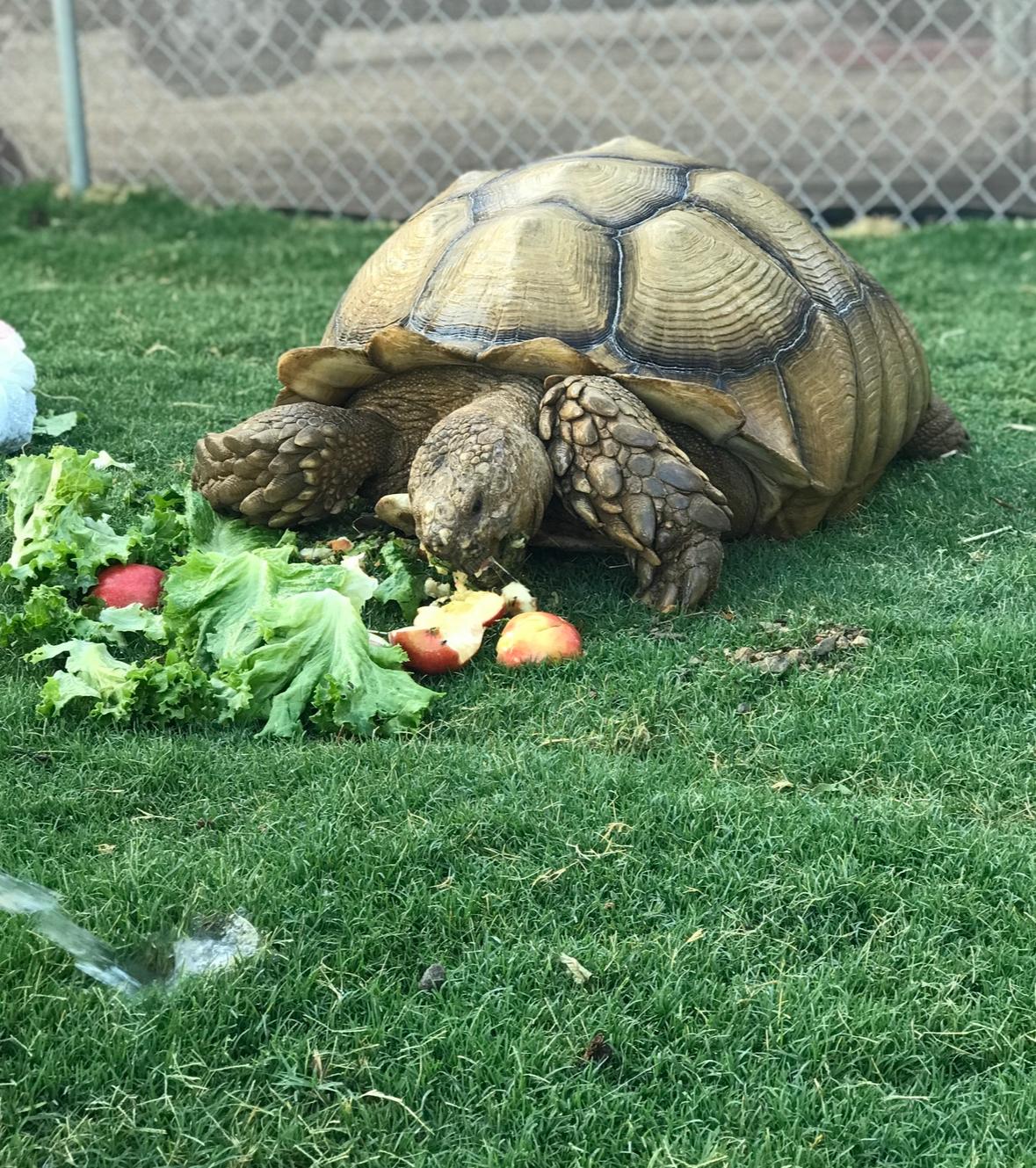 Tortoise for adoption - Spencer, a Sulcata in Helendale, CA | Petfinder