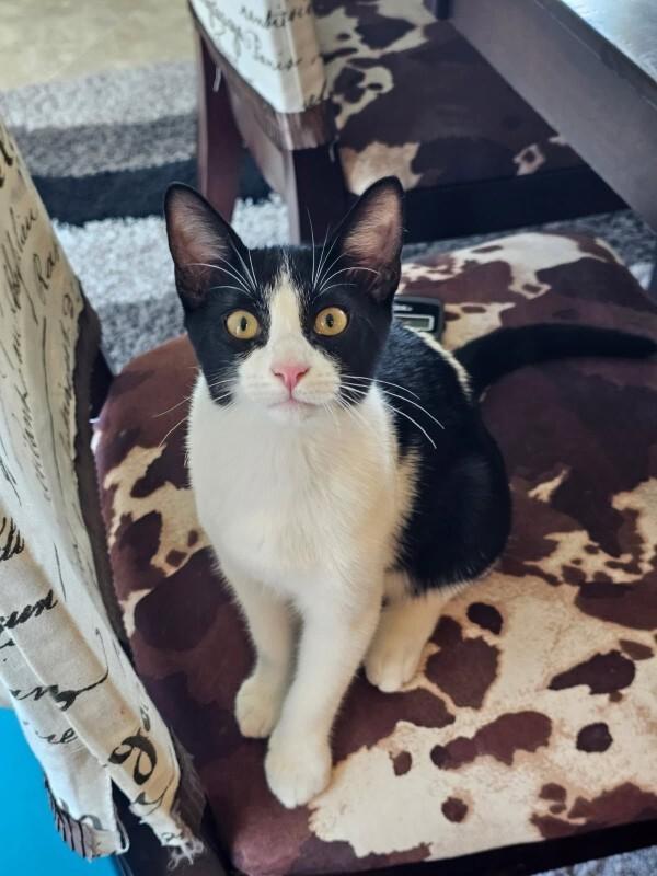 Cat for adoption - BJ Abba, a Domestic Short Hair & Tuxedo Mix in ...