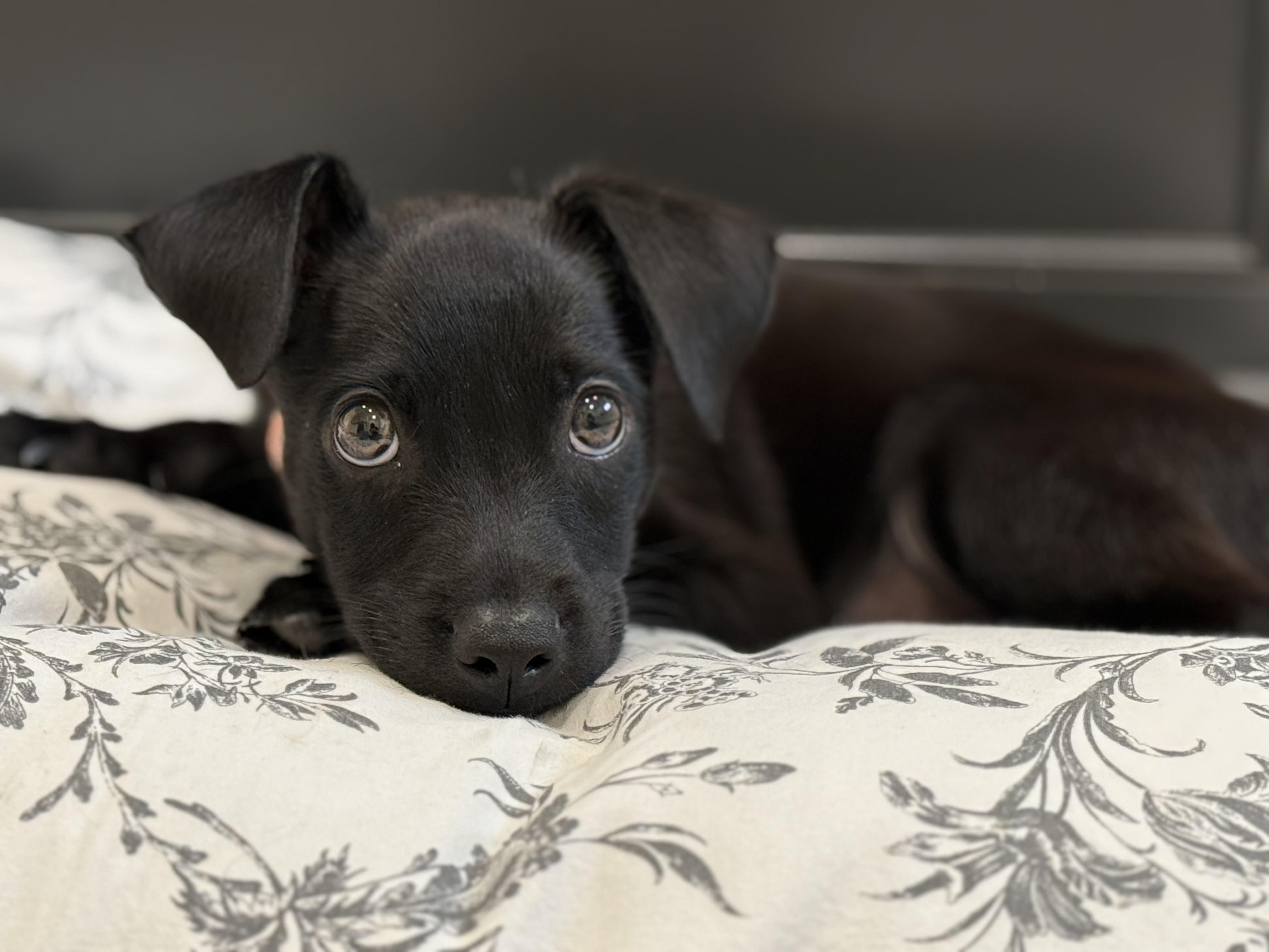 Dog for adoption - AkirA, a Black Labrador Retriever Mix in Albany, NY ...