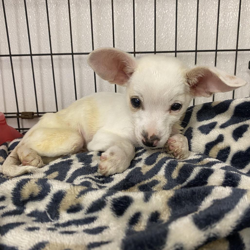 Dog for adoption - Ajax, a Chihuahua Mix in Albuquerque, NM | Petfinder