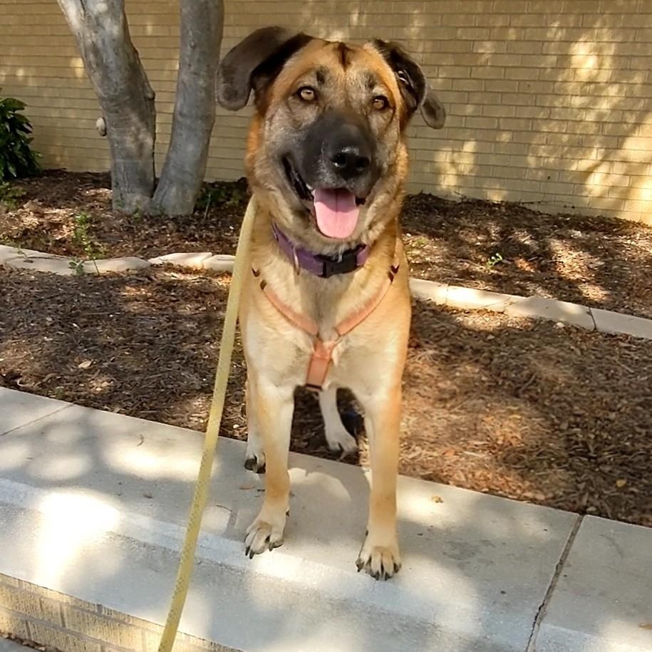 Dog for adoption - Anna, a Black Mouth Cur & Shepherd Mix in Rolla, MO ...