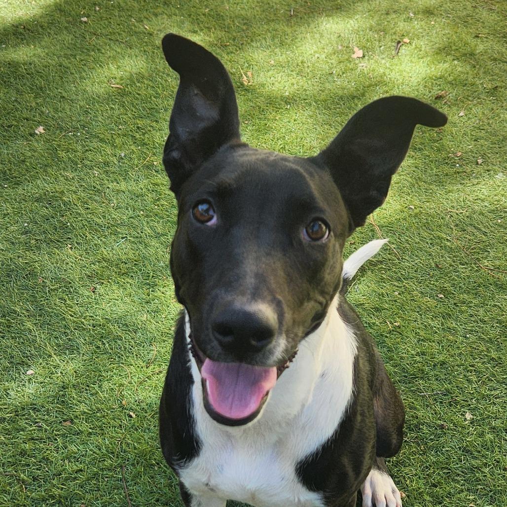 Dog for adoption - Mystic JuM, a Border Collie Mix in Renton, WA ...