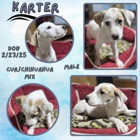 Dog for adoption - Karter, a Mountain Cur & Chihuahua Mix in Meridian ...