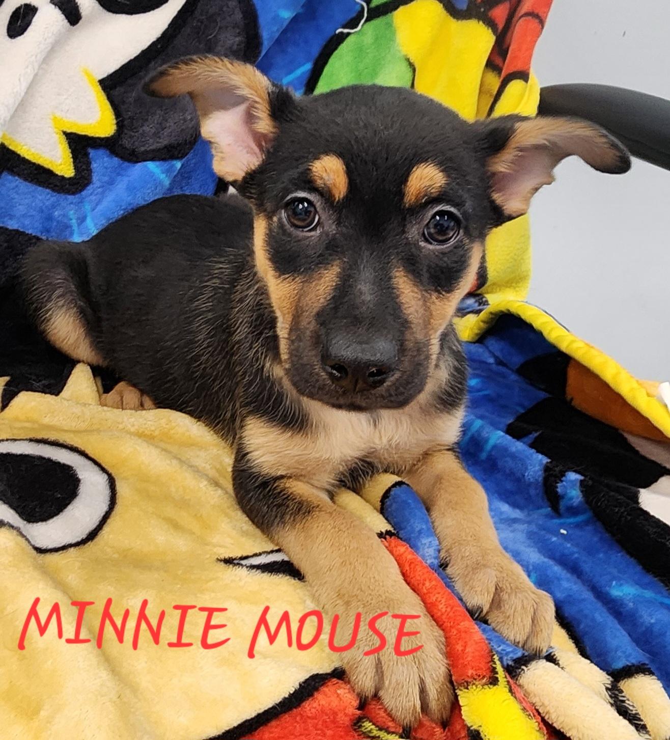 Dog for adoption - Minnie Mouse, a Labrador Retriever Mix in Momence ...