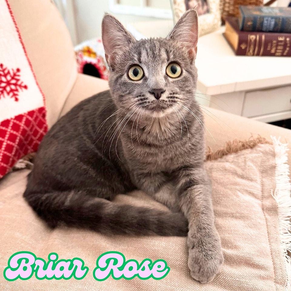 Cat for adoption - Briar Rose *Kitty Friend Required*, a Domestic Short ...