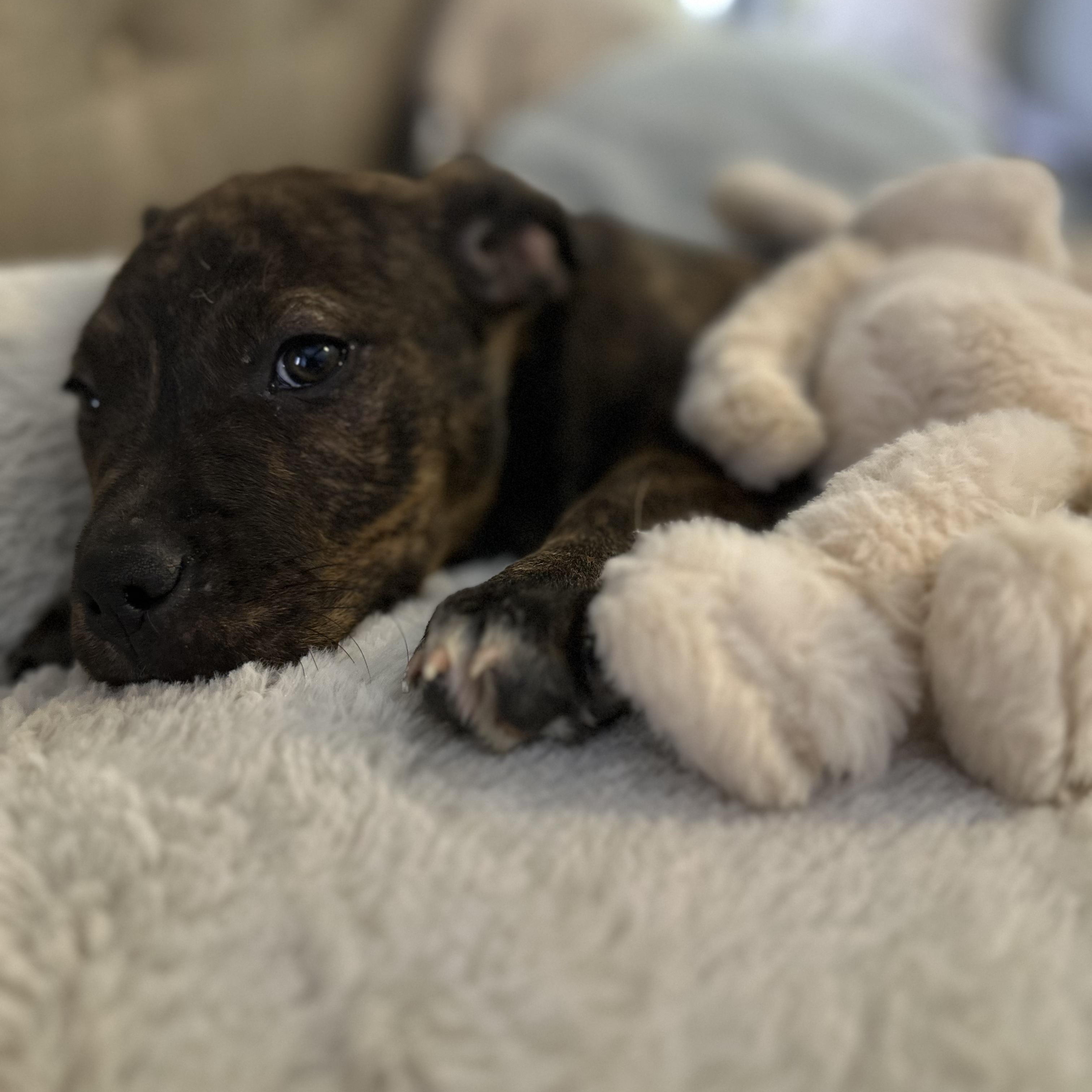 Dog for adoption - Natalie, a Staffordshire Bull Terrier Mix in ...