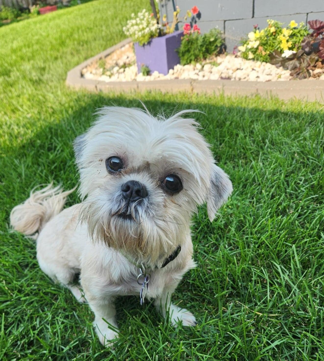 Dog for adoption - Bella, a Shih Tzu in South Elgin, IL | Petfinder