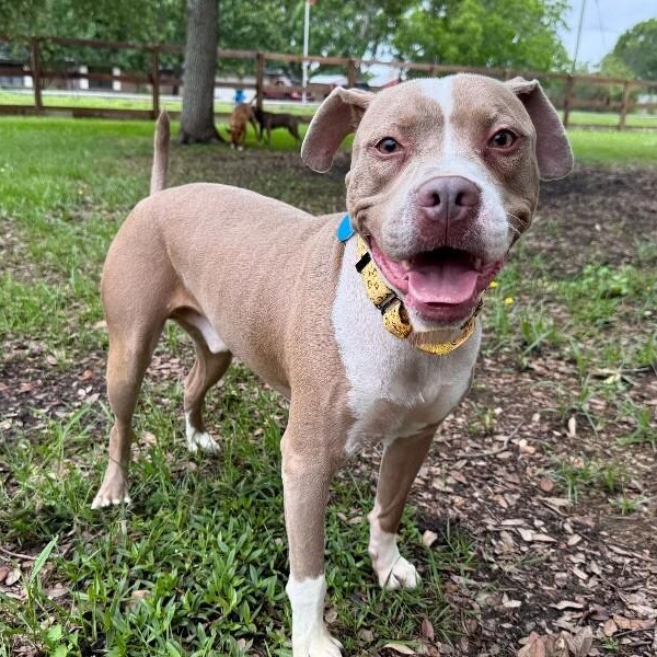 Dog for adoption - Atari Oliver, a Pit Bull Terrier Mix in Portage, WI ...