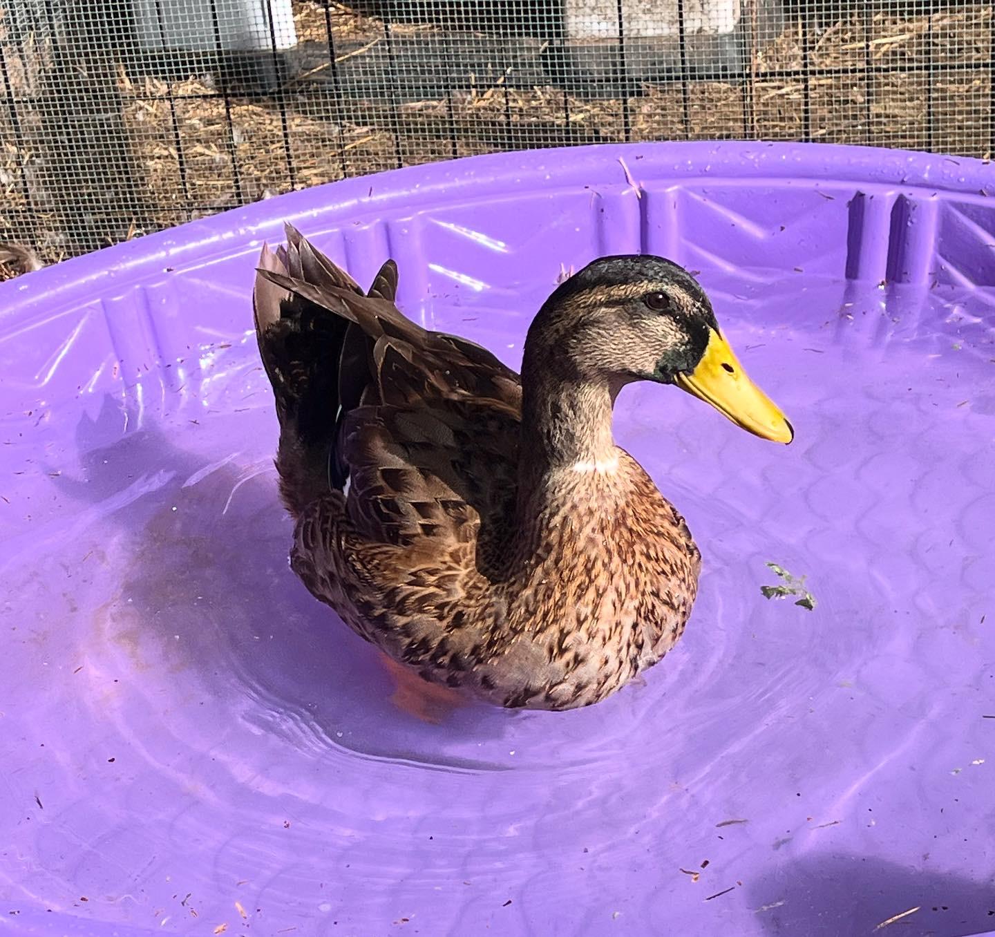 Duck for adoption - The Puppy Ducks, a Duck in New York, NY | Petfinder