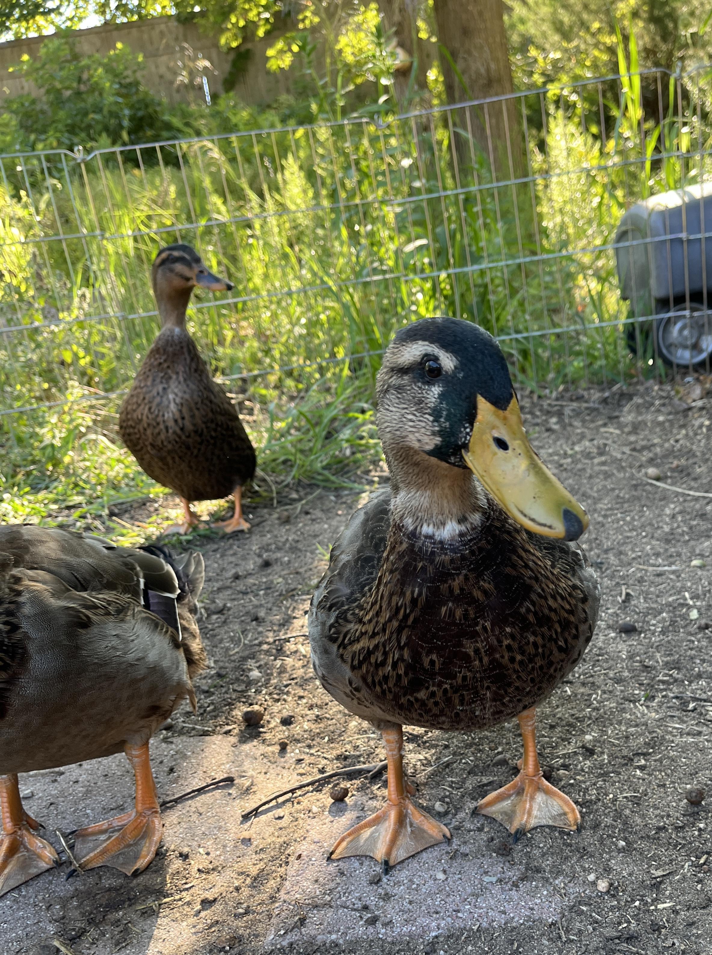 Duck for adoption - The Puppy Ducks, a Duck in New York, NY | Petfinder