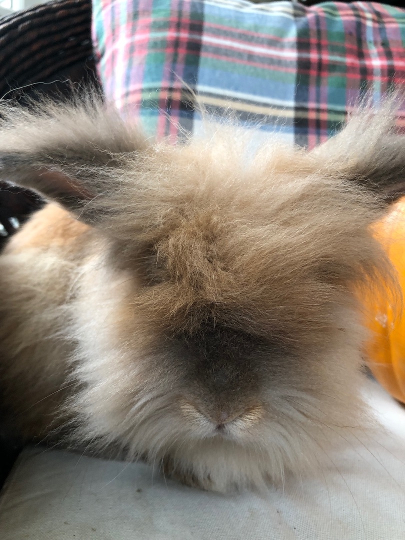 Rabbit for adoption - Puppy, a Lionhead in Palatine, IL | Petfinder