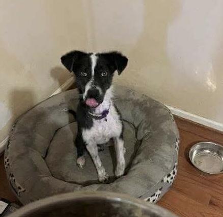 Dog for adoption - Panda, an Australian Shepherd Mix in Westwood, NJ ...