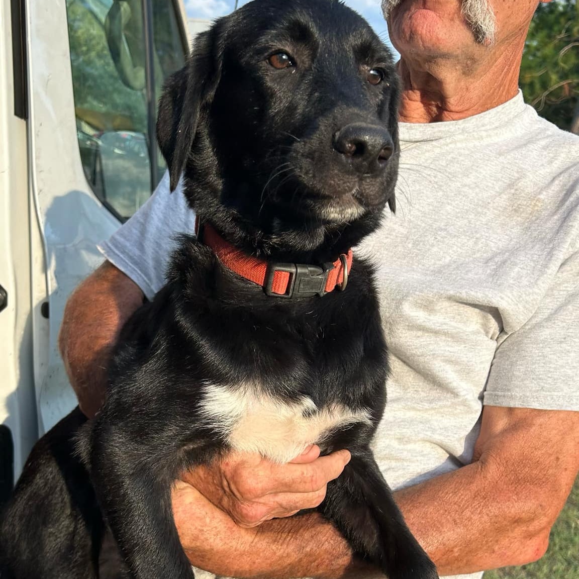 Dog for adoption - Curly, a Labrador Retriever Mix in Blairstown, NJ ...