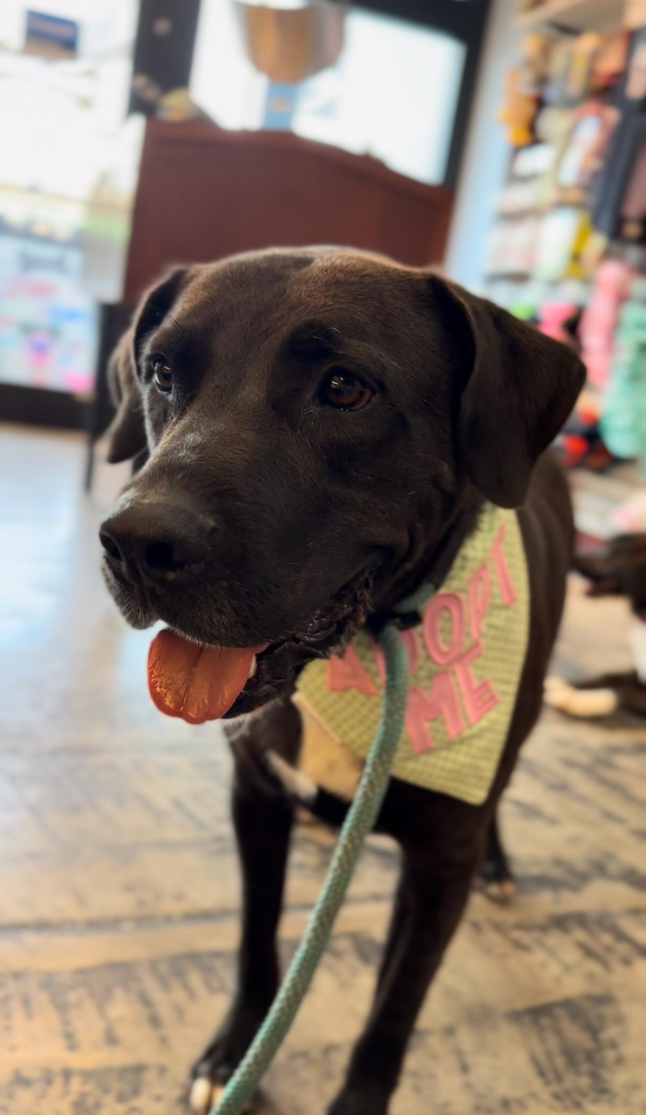 Dog for adoption - Rex, a Black Labrador Retriever Mix in Poughkeepsie ...