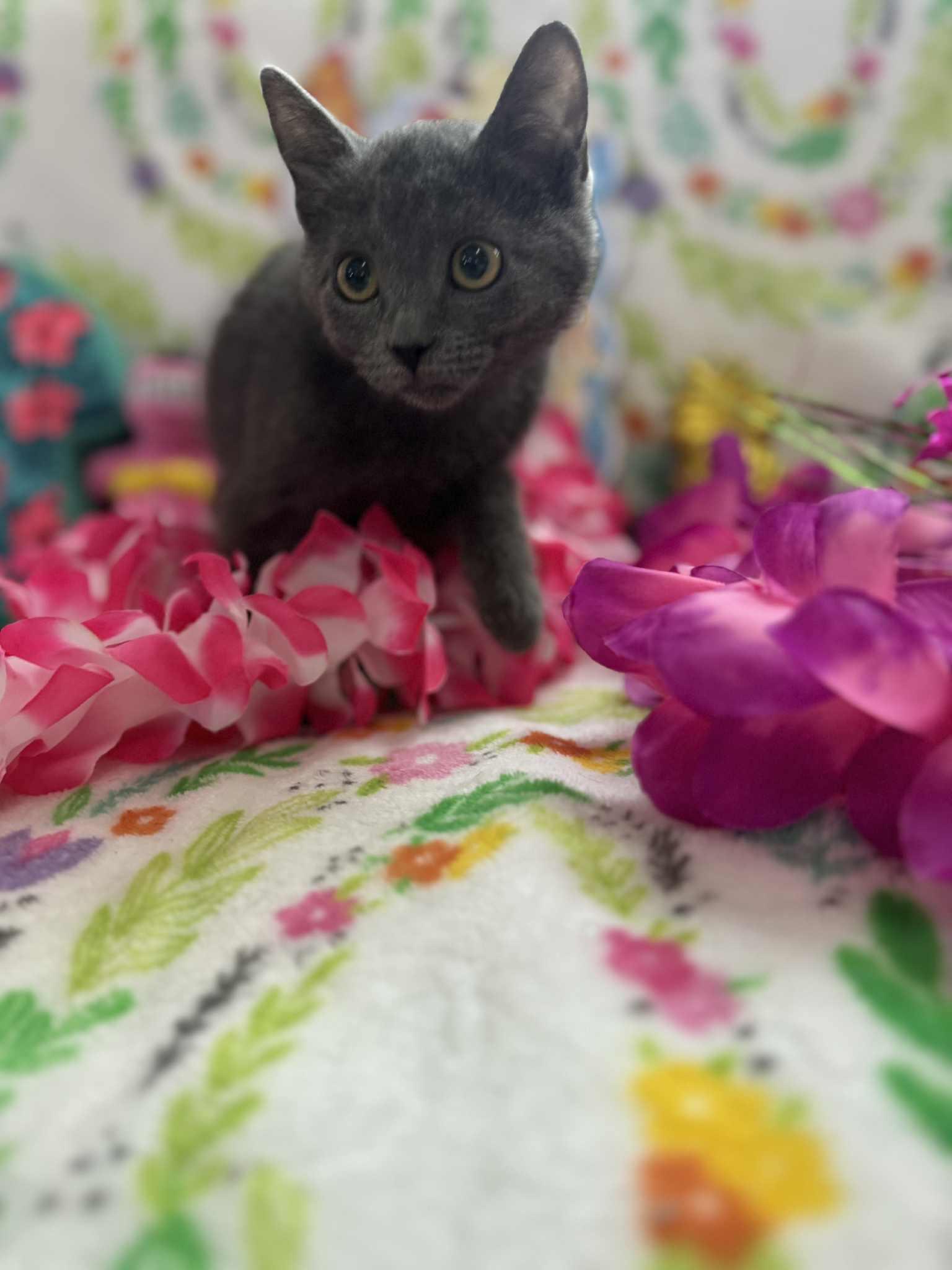 Cat for adoption - Poppy, a Russian Blue & Domestic Short Hair Mix in ...