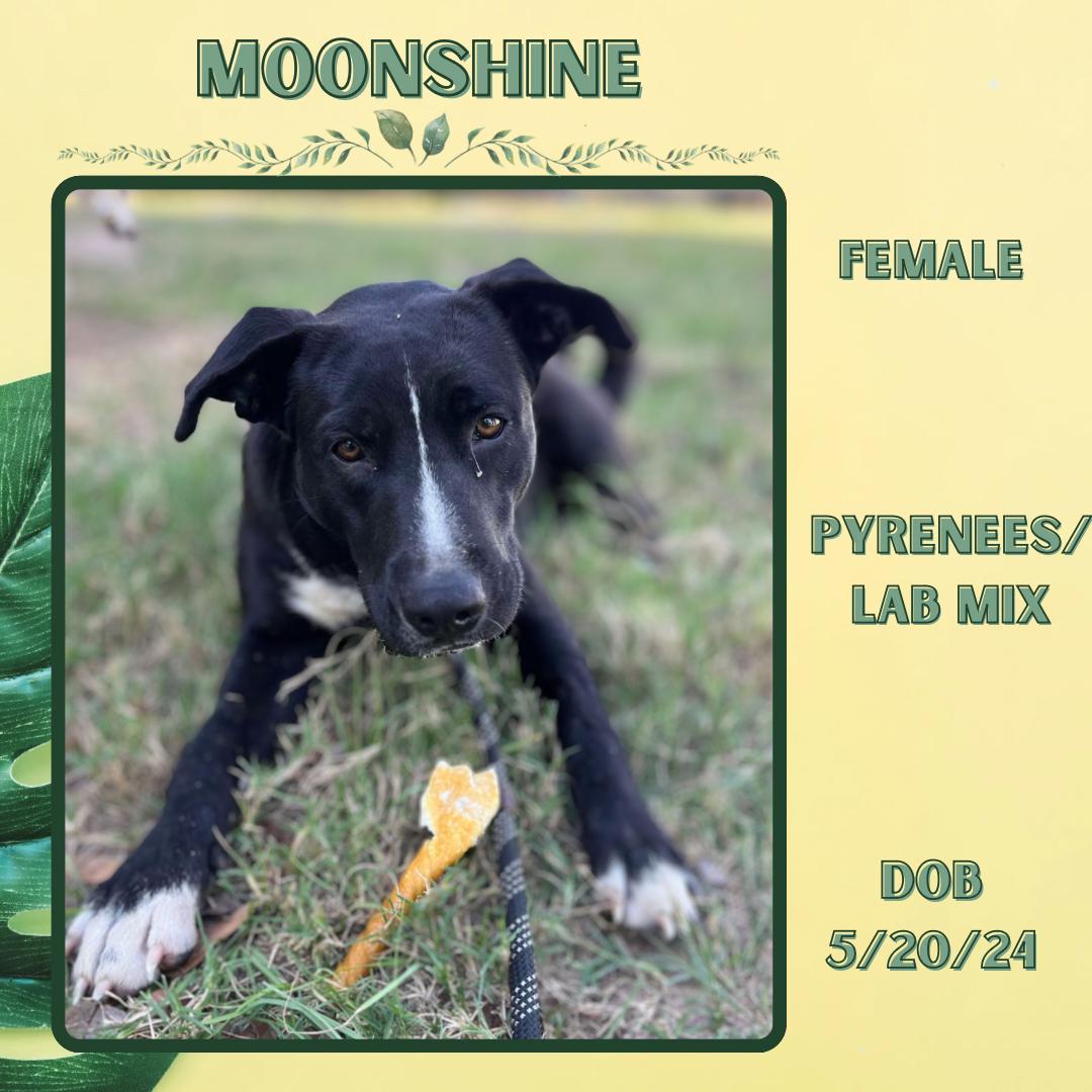 Dog for adoption - Moonshine, a Labrador Retriever & Great Pyrenees Mix ...