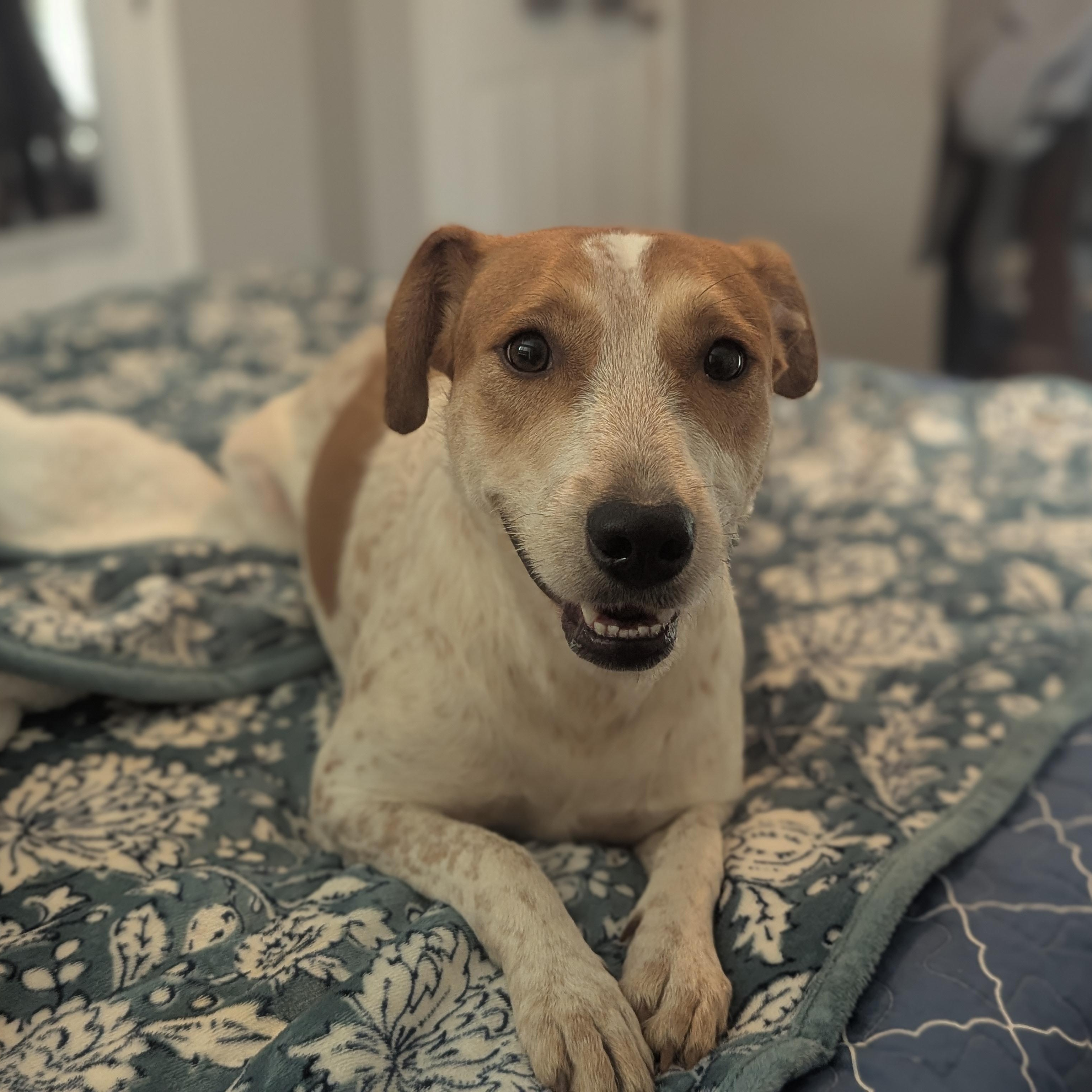 Dog for adoption - Shirley, an Australian Cattle Dog / Blue Heeler ...