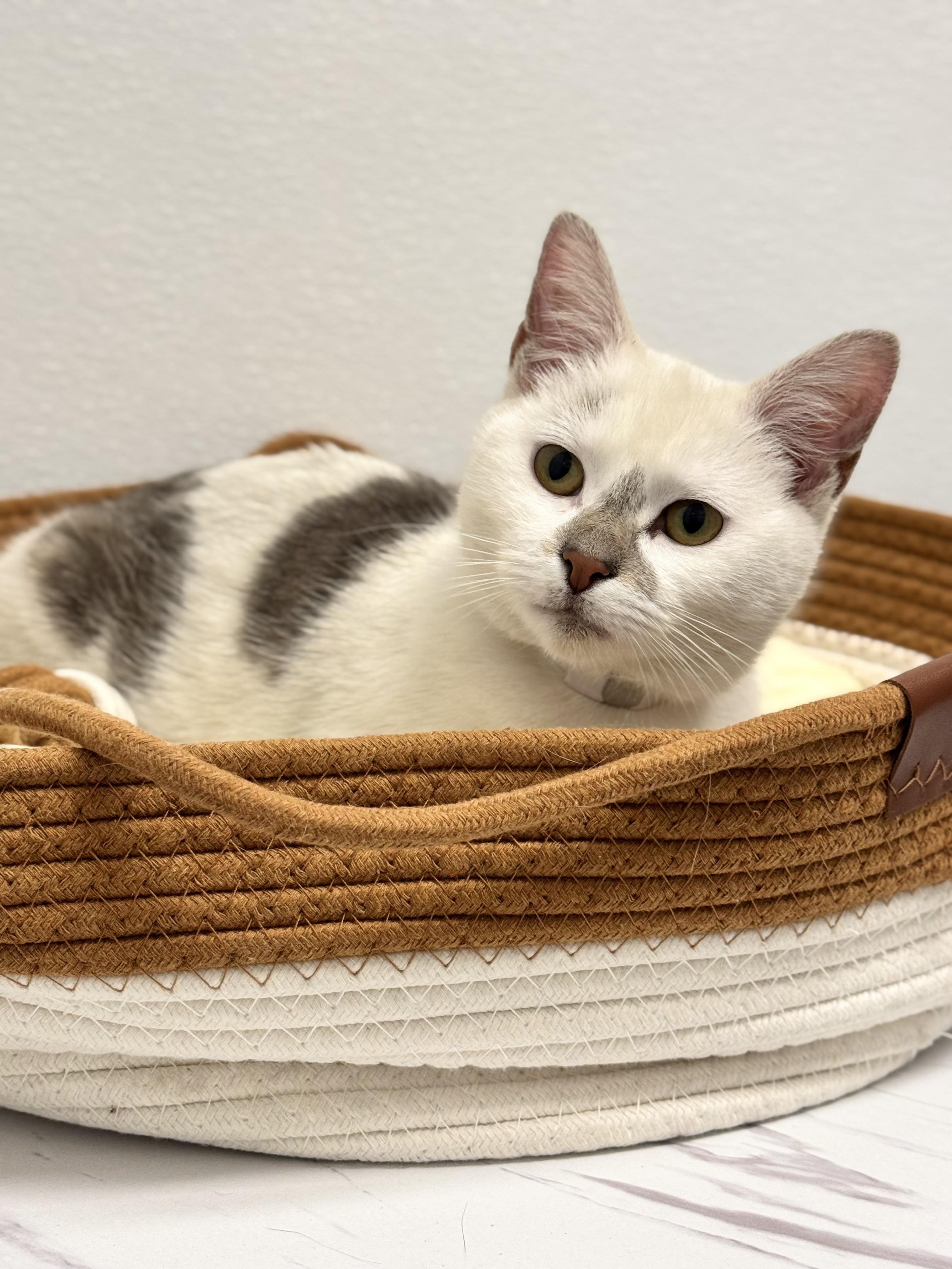 Cat for adoption - Spot, a Domestic Short Hair in Syosset, NY | Petfinder