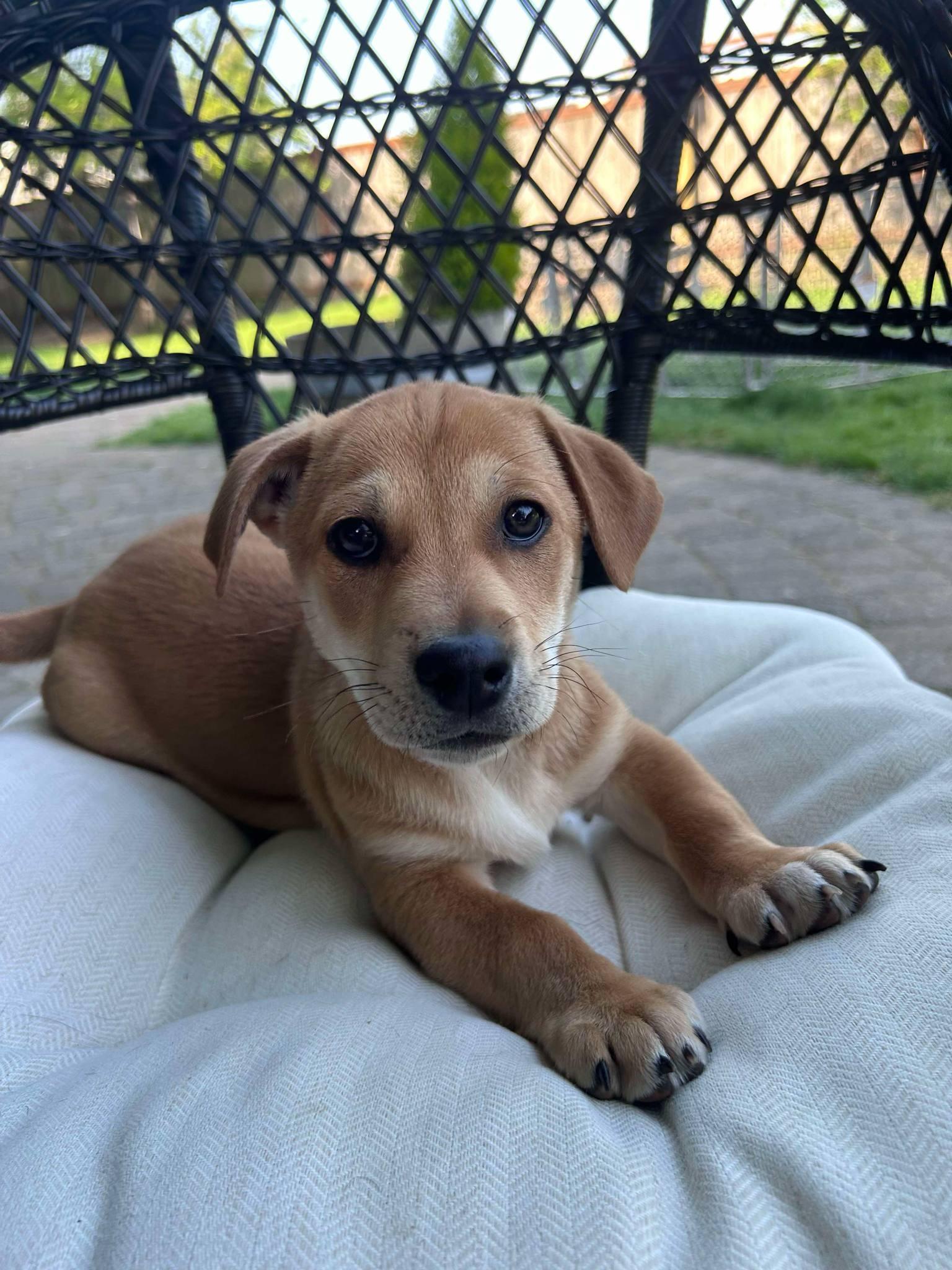 Dog for adoption - Dil, a Mixed Breed in Puyallup, WA | Petfinder