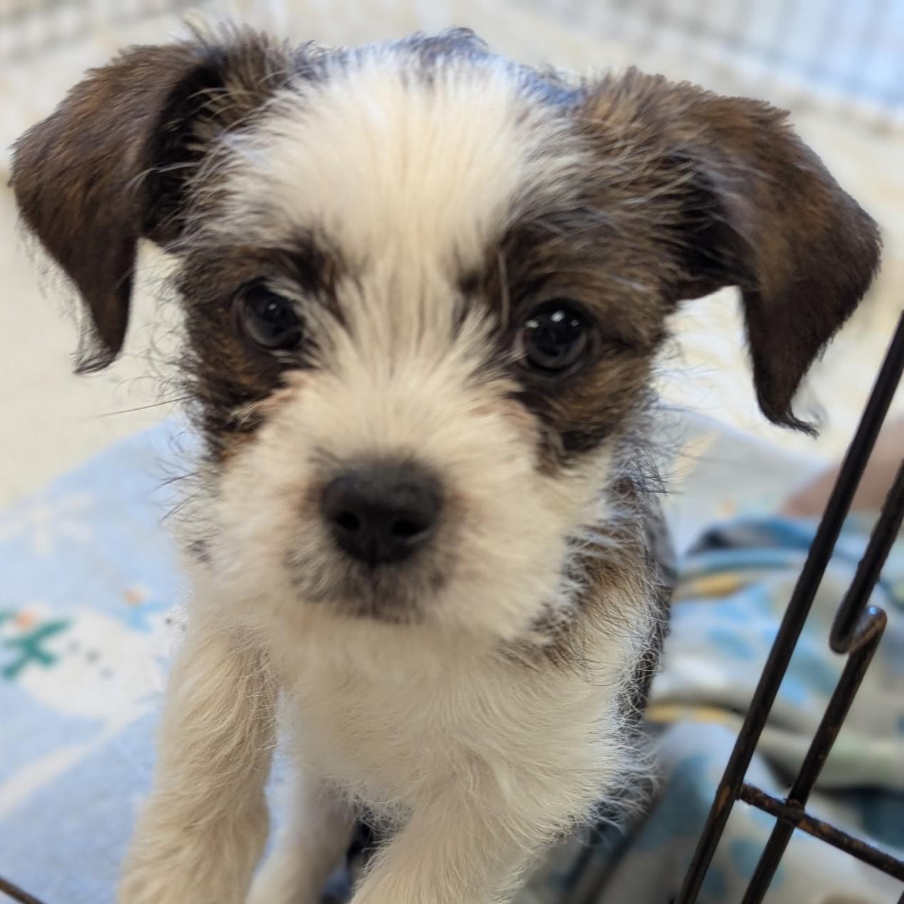 Dog for adoption - Jennifer, a Shih Tzu & Dachshund Mix in Eaton, OH ...