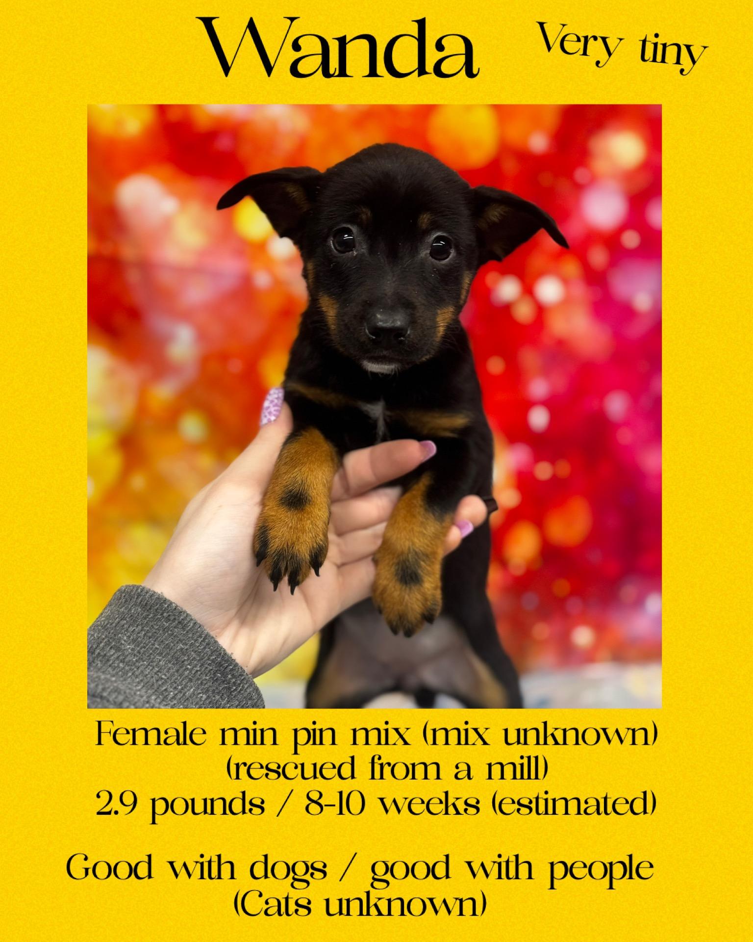 Dog for adoption - Wanda, a Miniature Pinscher Mix in Manchester, CT ...