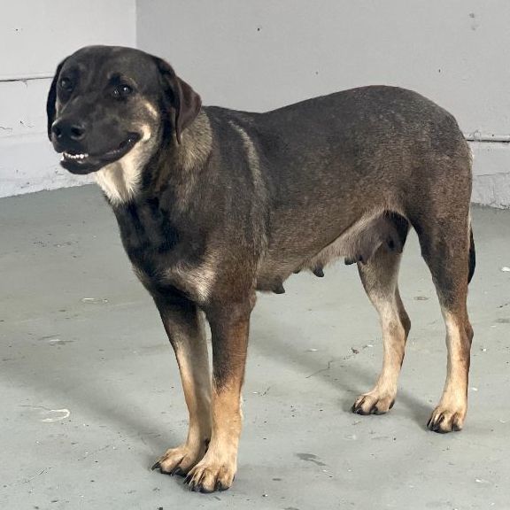 Dog for adoption - Cali, a German Shepherd Dog & Black Labrador ...