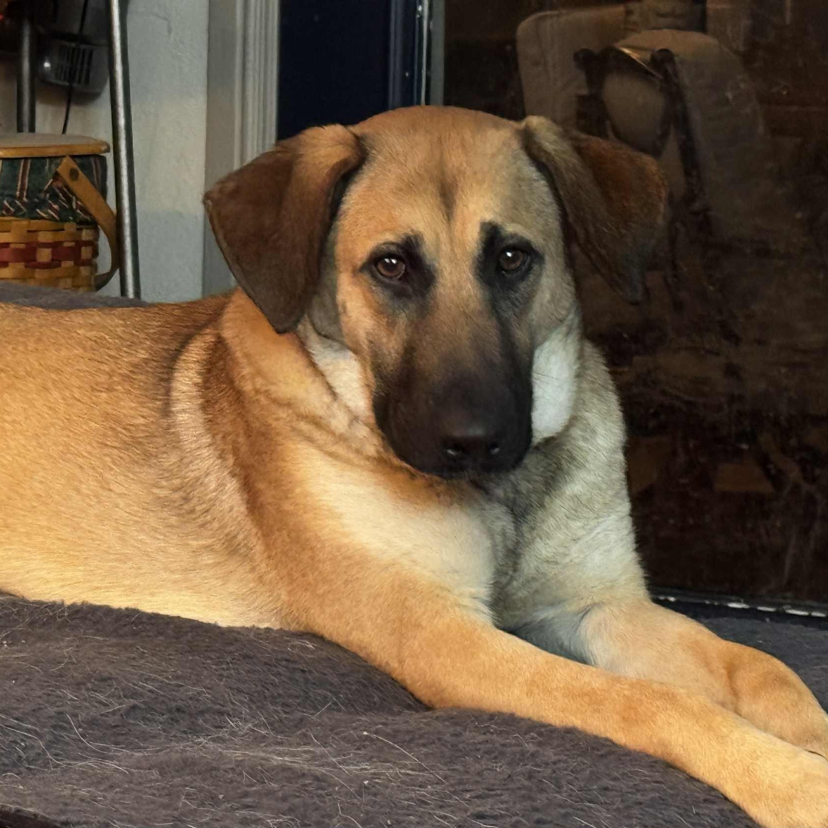 Dog for adoption - Rosemary, a German Shepherd Dog Mix in Akron, OH ...