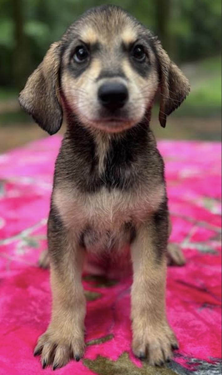 Dog for adoption - Ruffy Fluff, a Husky & Beagle Mix in Woburn, MA ...