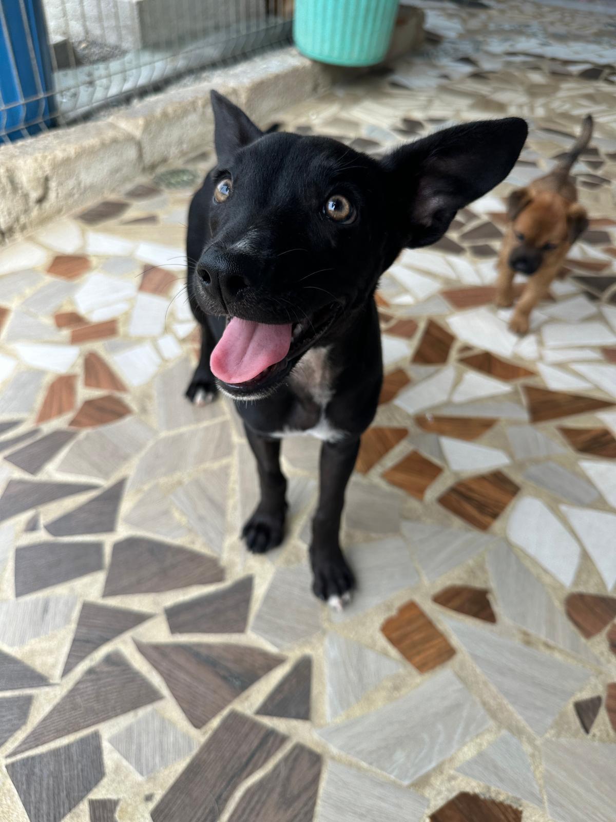 Dog for adoption - Sookie, a Mixed Breed in Victoria, BC | Petfinder