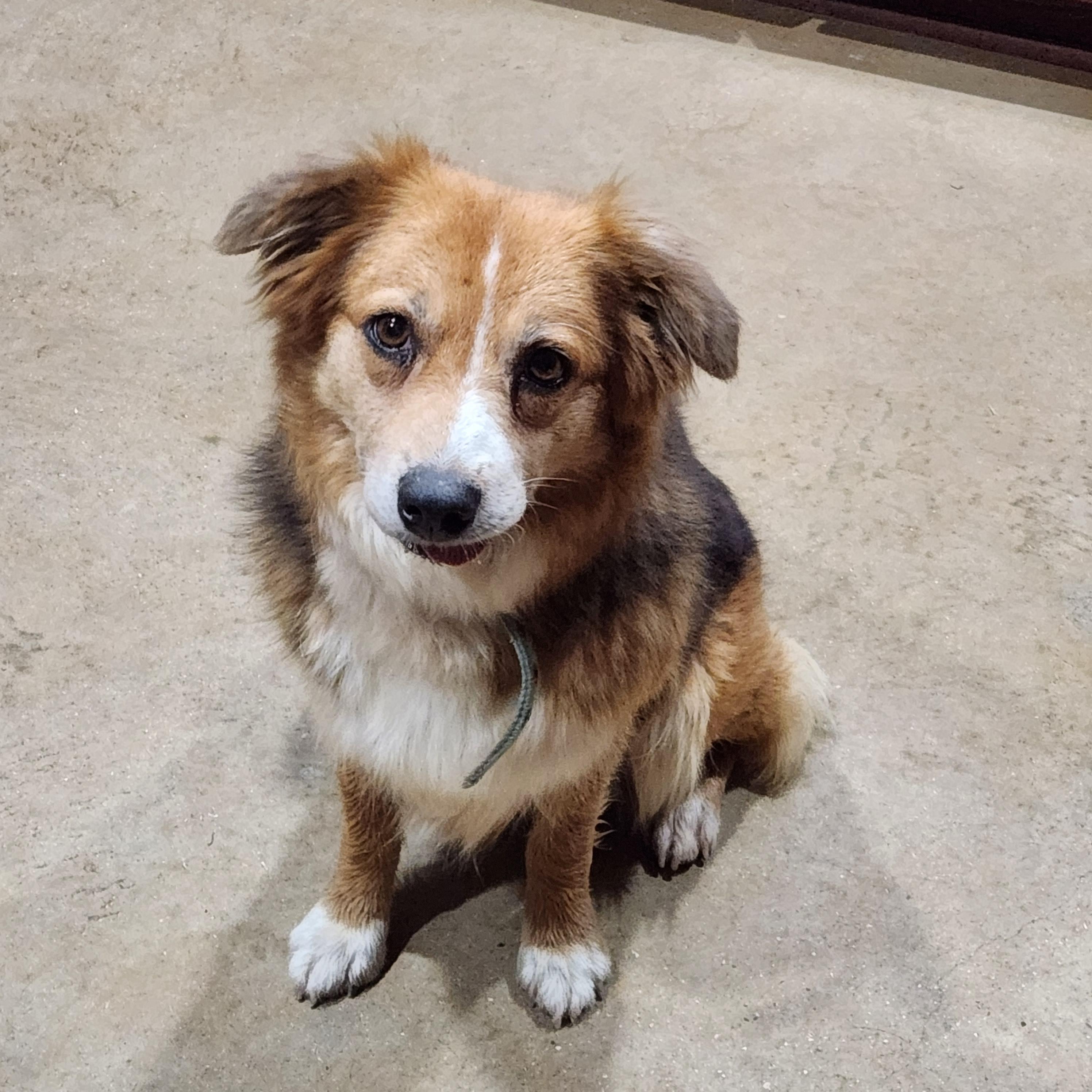 Dog for adoption - Lulu KB (KRR), an Australian Shepherd in Pittsburgh , PA | Petfinder
