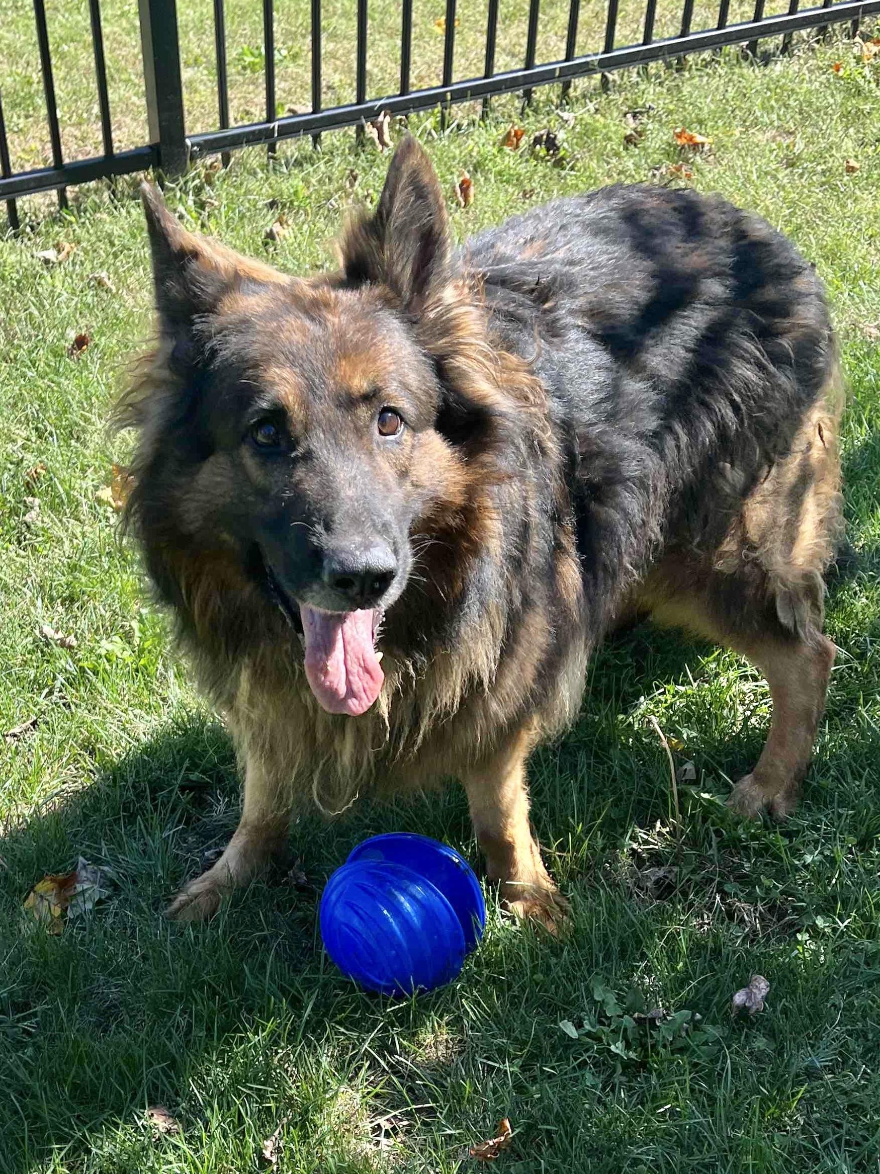 Dog for adoption - Bear, a Shepherd in Valparaiso, IN | Petfinder