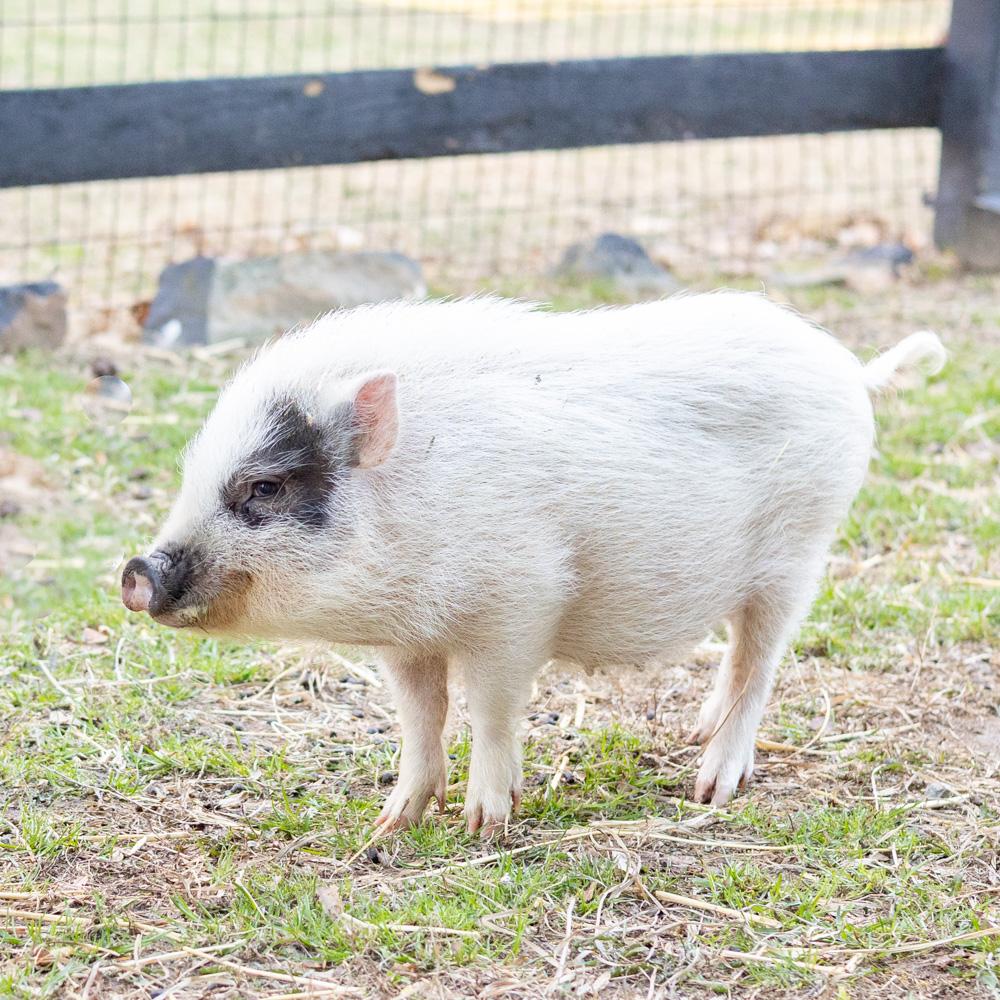Pot Bellied for adoption - Daphne (Female), a Vietnamese Pot Bellied ...