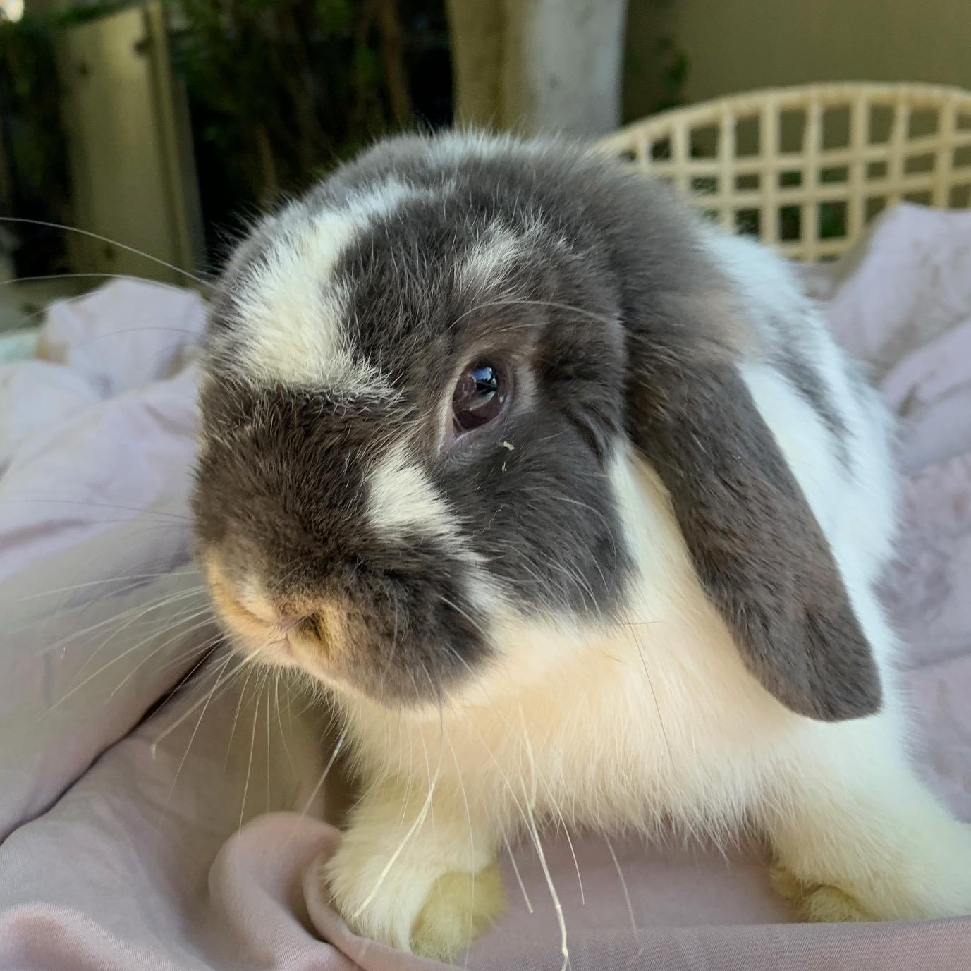 Rabbit for adoption - Keanu, a Holland Lop in Los Angeles, CA | Petfinder