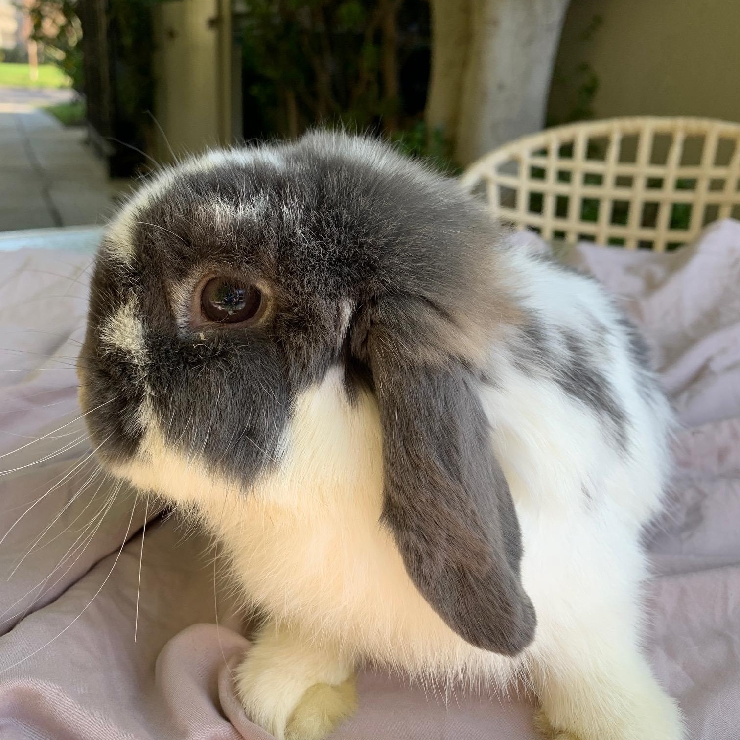 Rabbit for adoption - Keanu, a Holland Lop in Los Angeles, CA | Petfinder