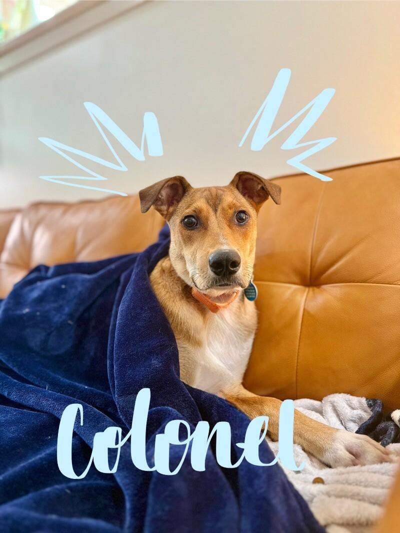 Dog for adoption - Colonel Mustard, a Patterdale Terrier / Fell Terrier ...