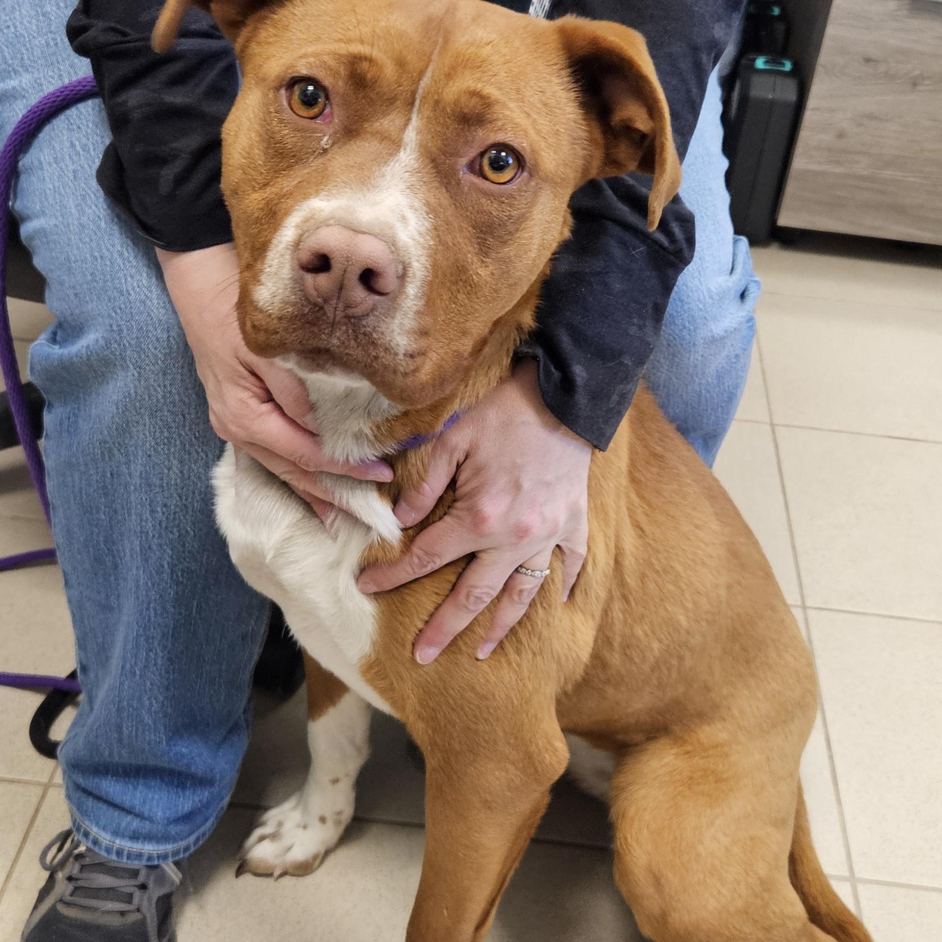 Las Cruces, NM Animal Shelters & Rescues