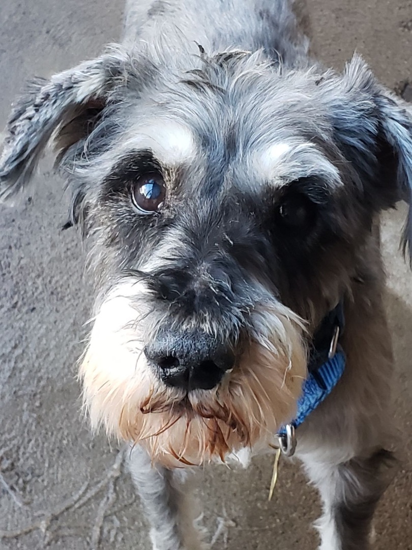Adoptable Dogs – Colorado Mini Schnauzer Rescue
