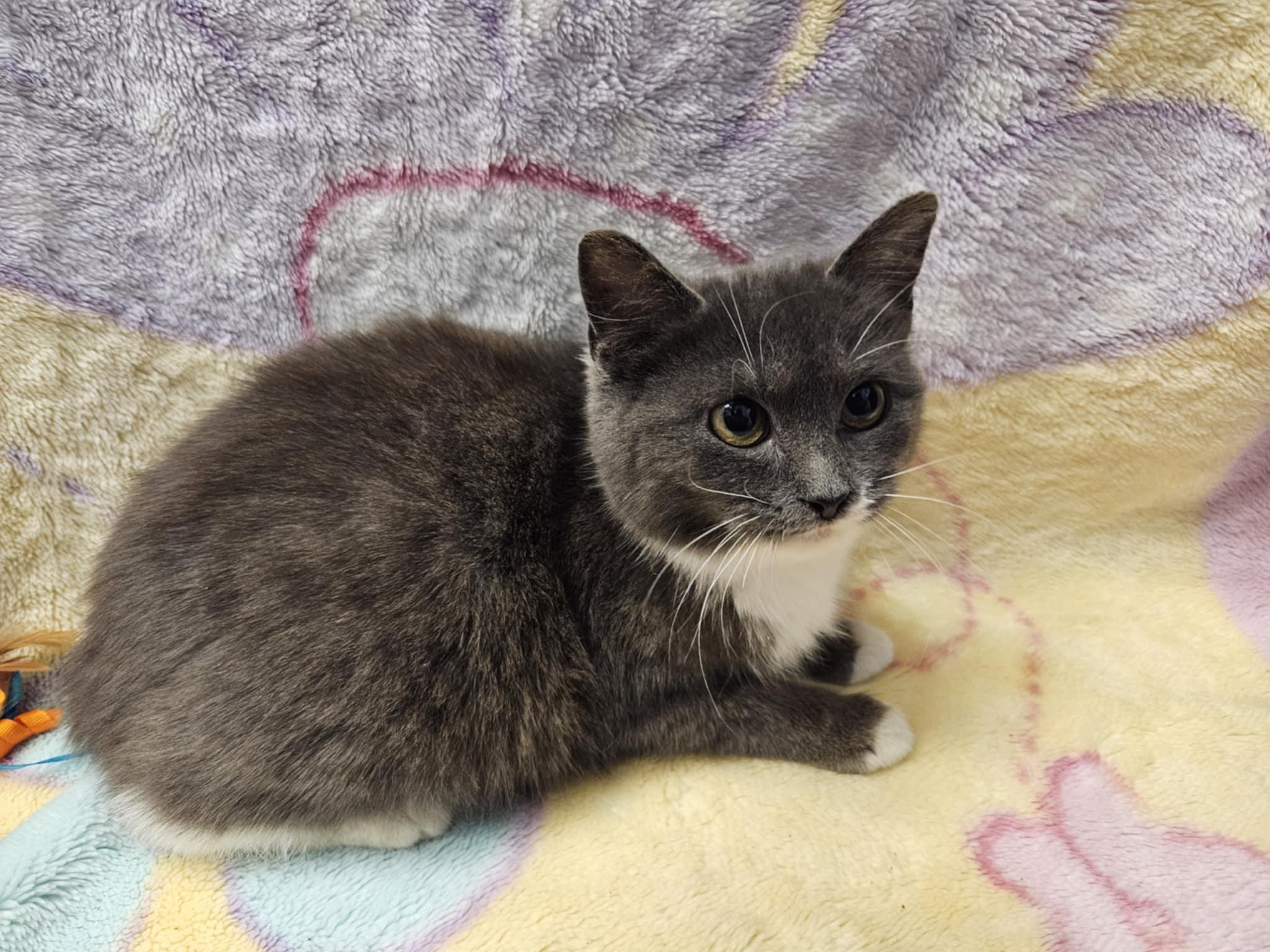 Cat for adoption - Elsa, a Domestic Short Hair in Kalamazoo, MI | Petfinder