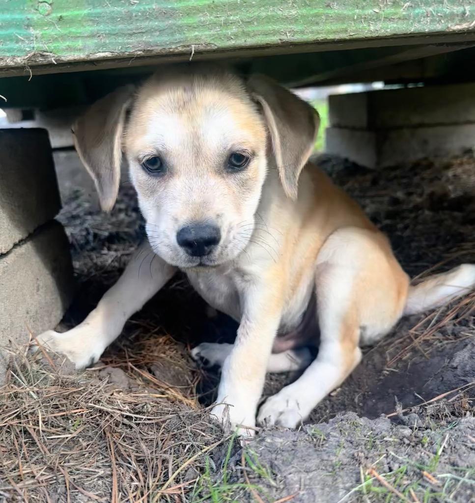 Dog for adoption - Travis Barker, a Mixed Breed in Springfield, IL ...
