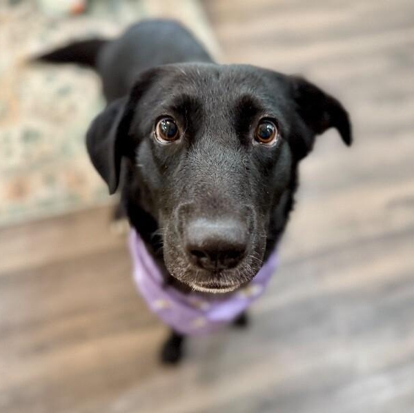 Dog for adoption - Piper Harper is Love and Friendship, a Flat-Coated ...